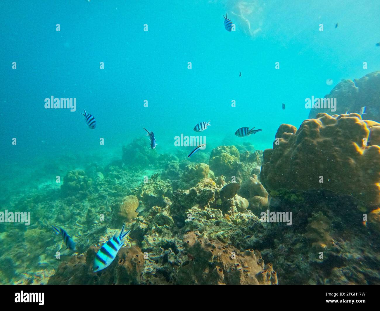Idyllic shot of a coral reef surrounded by a school of fish in Coron ...