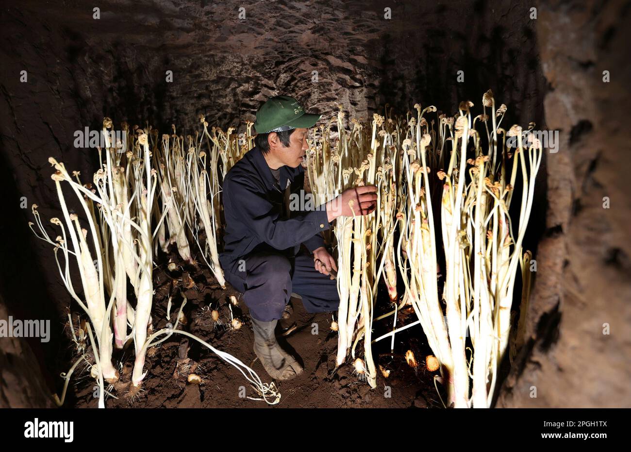 Hikoyoshi Suzaki, a farmer harvests Udo, wild edible plants inside a ...