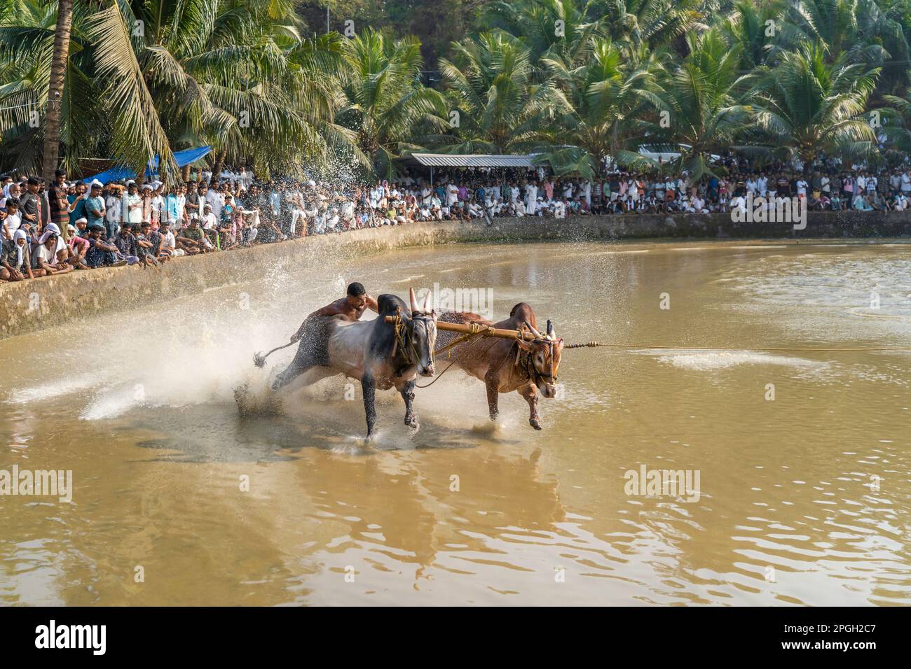 Maramadi is a type of cattle race conducted in Indian state Kerala. The ...