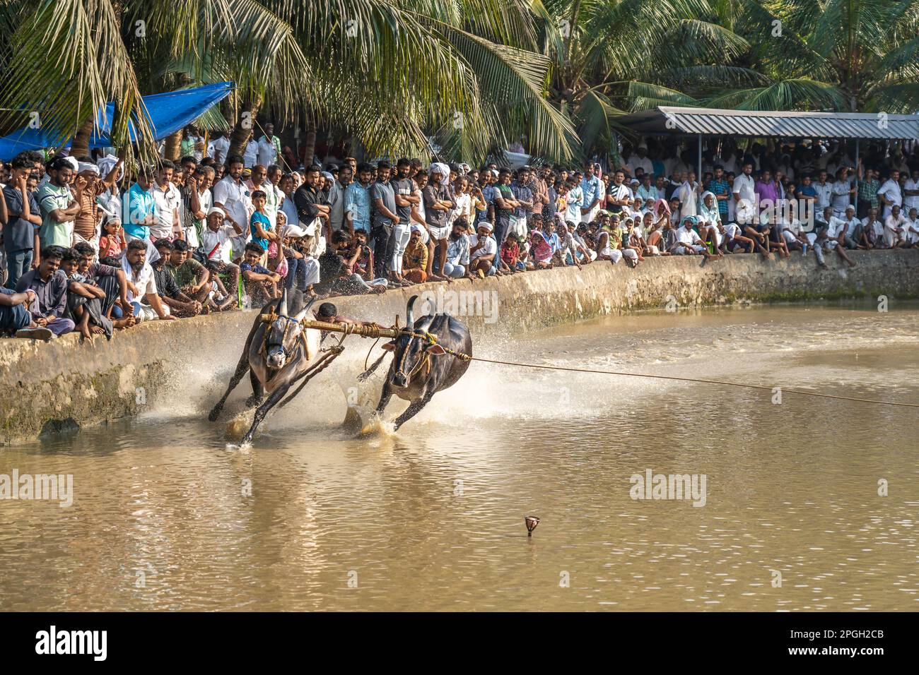 Maramadi is a type of cattle race conducted in Indian state Kerala. The ...