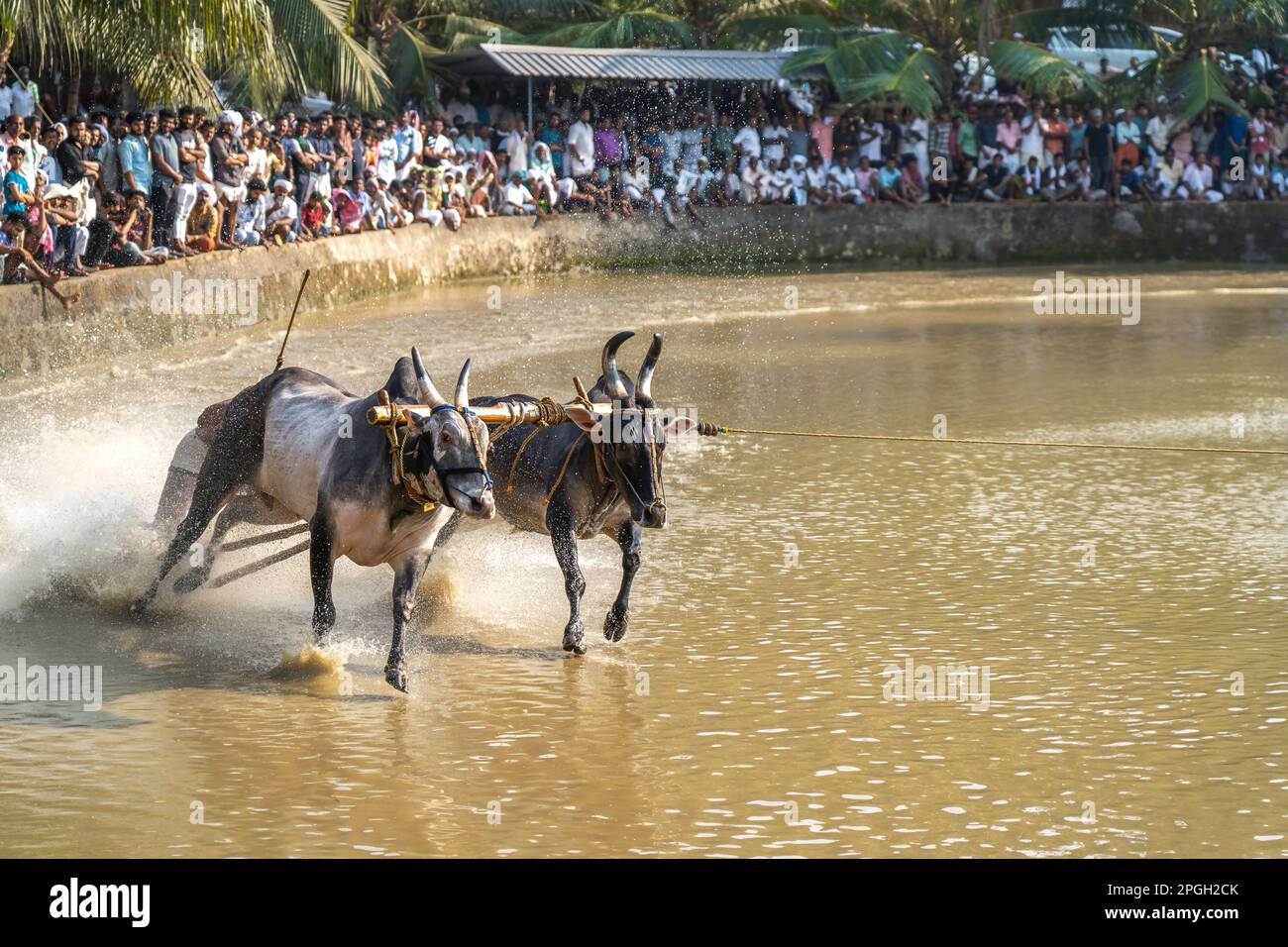Maramadi is a type of cattle race conducted in Indian state Kerala. The ...