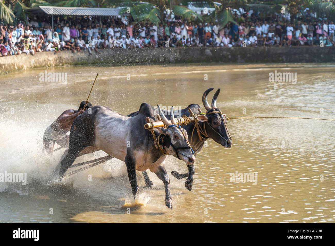 Maramadi is a type of cattle race conducted in Indian state Kerala. The ...