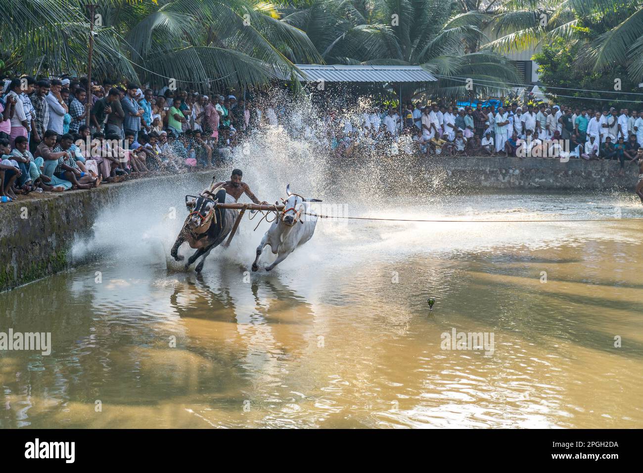 Maramadi is a type of cattle race conducted in Indian state Kerala. The ...