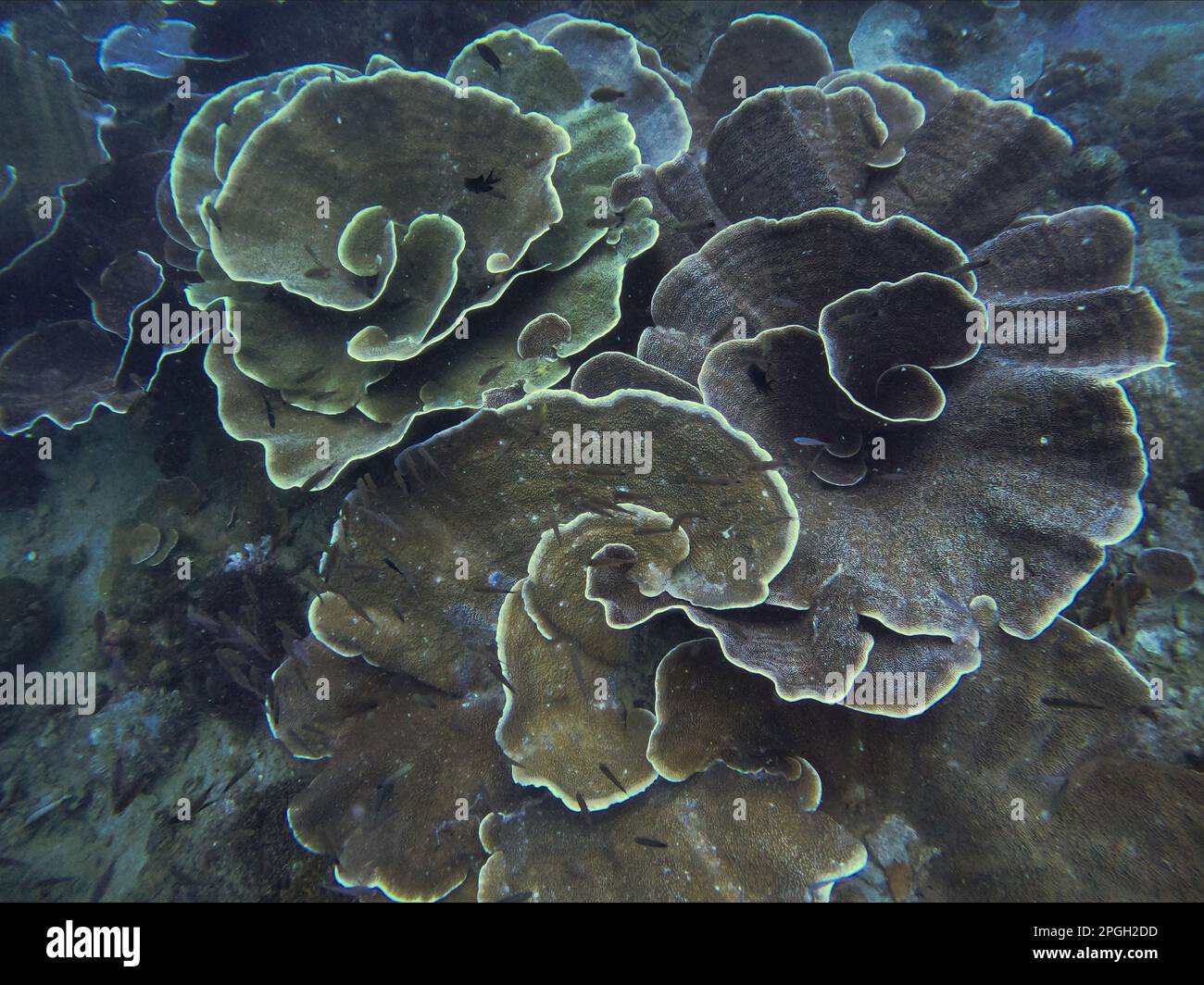A cabbage coral in Coron, Palawan in the Philippines surrounded by a ...