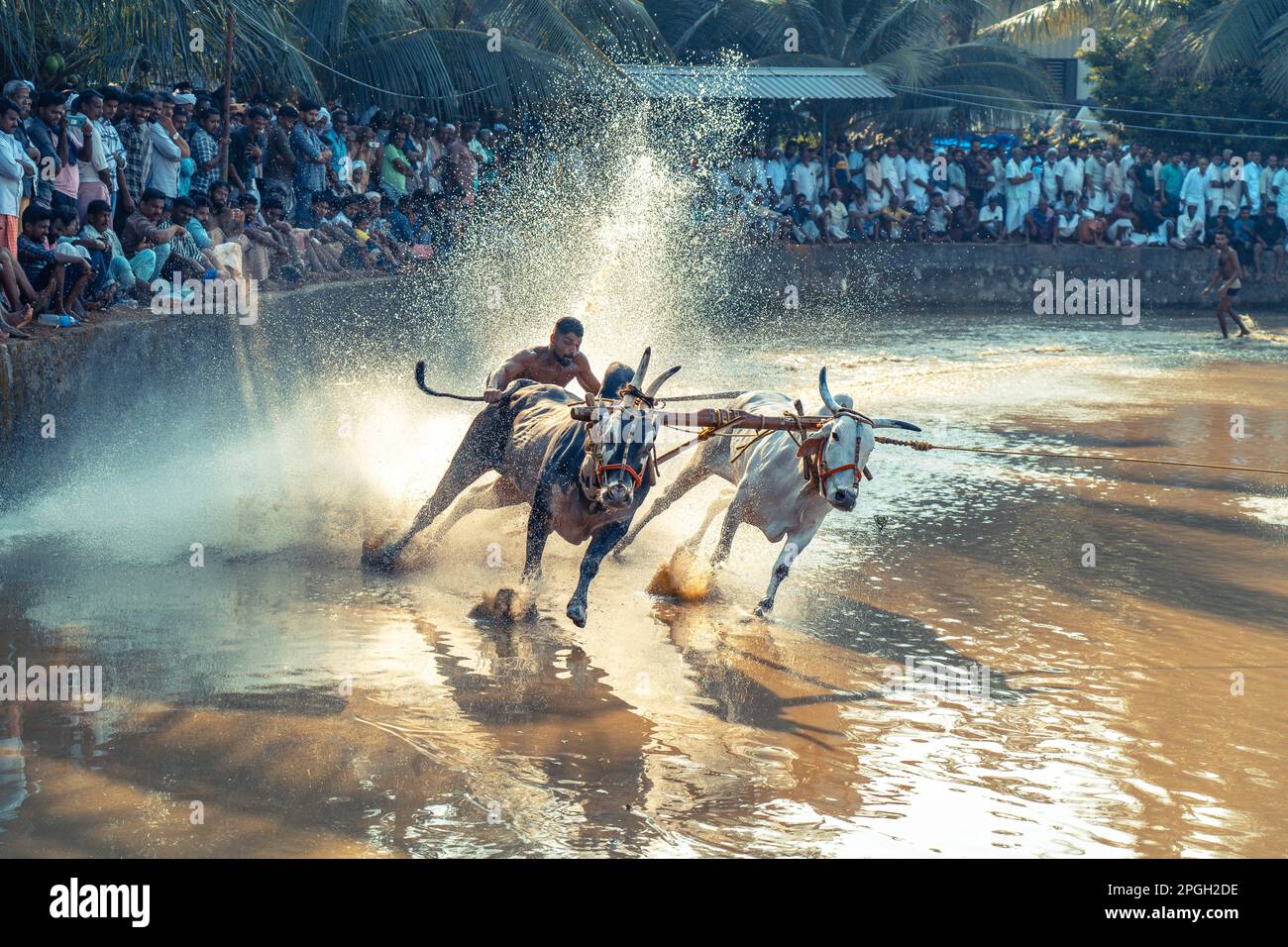 Maramadi is a type of cattle race conducted in Indian state Kerala. The ...