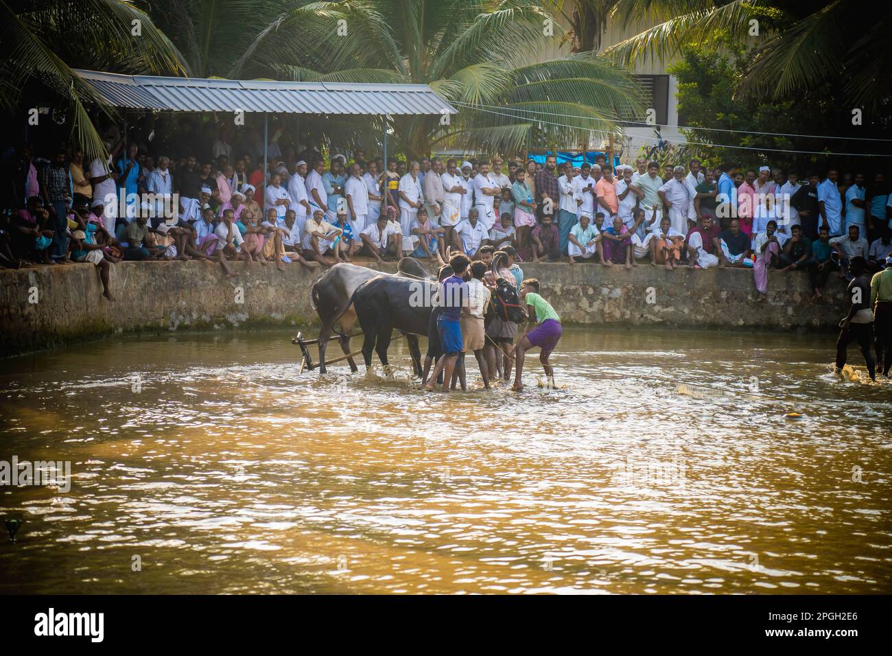 Traditional bull race in kerala hi-res stock photography and images - Alamy