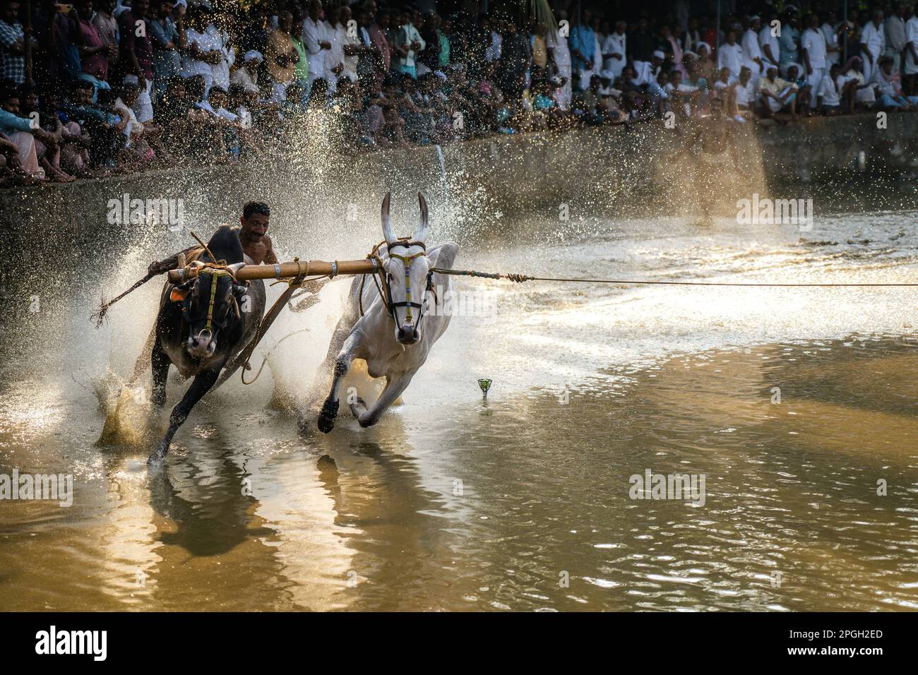 Maramadi is a type of cattle race conducted in Indian state Kerala. The ...