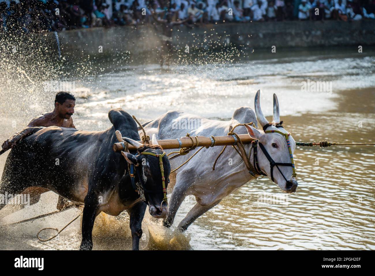 Maramadi is a type of cattle race conducted in Indian state Kerala. The ...