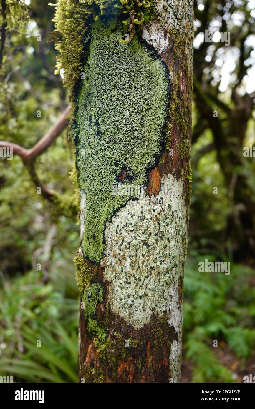 Tree trunk in a forest on the north island of New Zealand Stock Photo ...