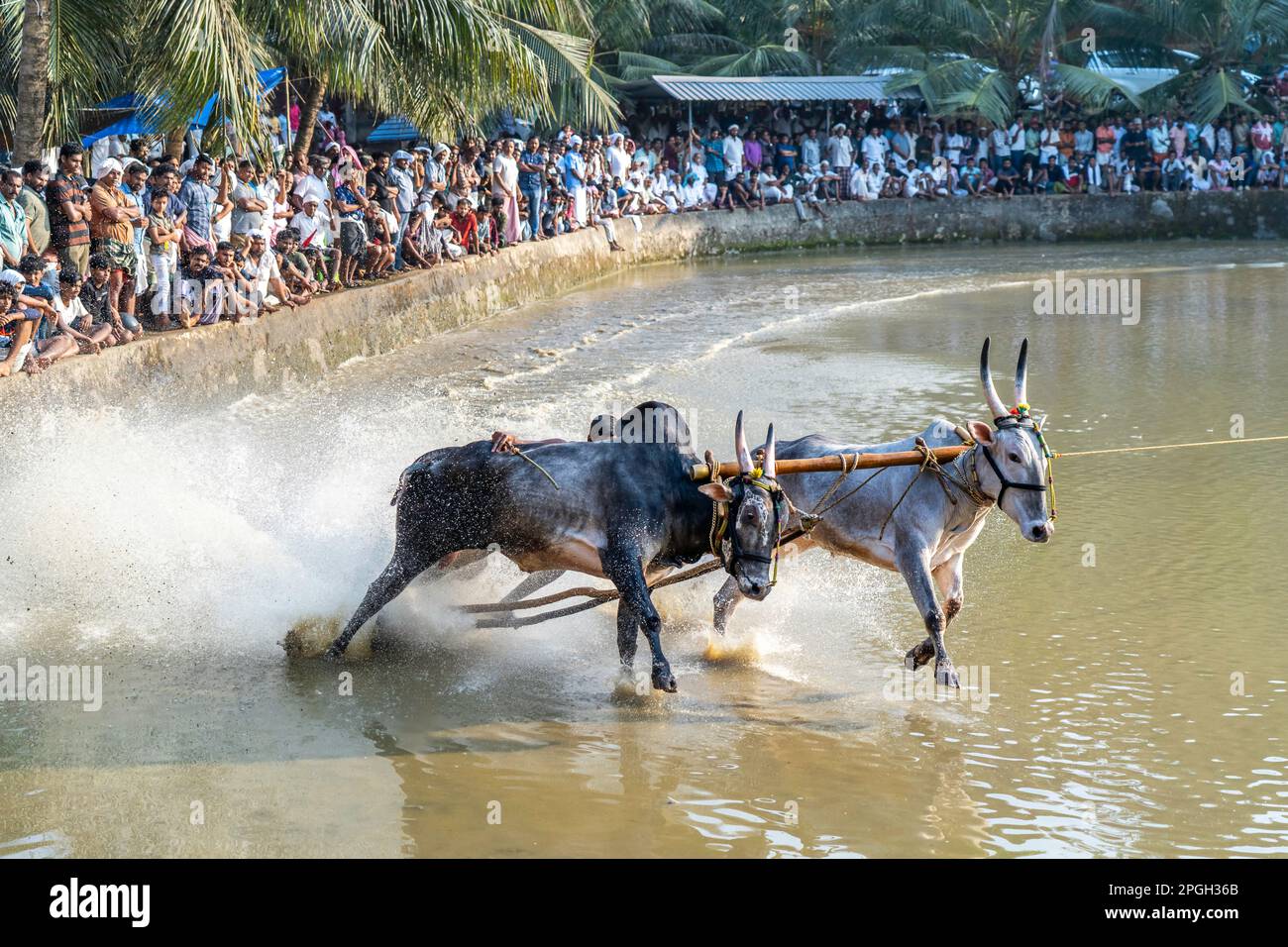 Maramadi is a type of cattle race conducted in Indian state Kerala. The ...