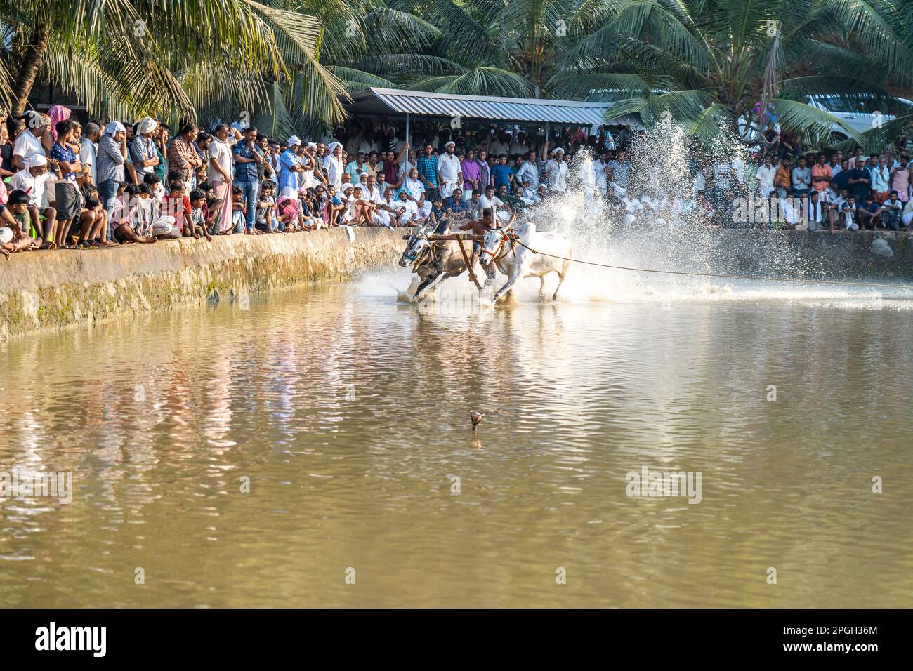 Maramadi is a type of cattle race conducted in Indian state Kerala. The ...