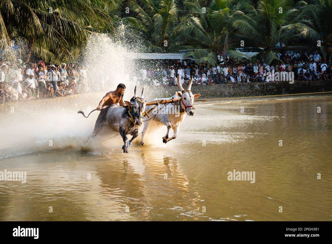 Maramadi is a type of cattle race conducted in Indian state Kerala. The ...