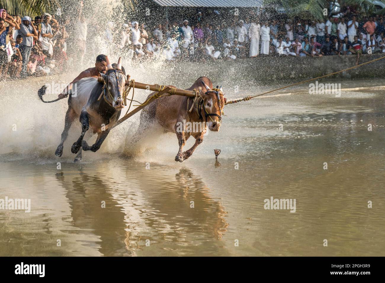 Maramadi is a type of cattle race conducted in Indian state Kerala. The ...