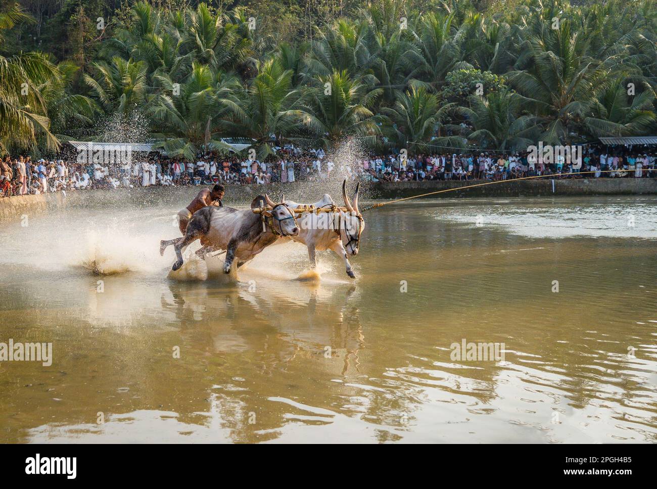Maramadi is a type of cattle race conducted in Indian state Kerala. The ...