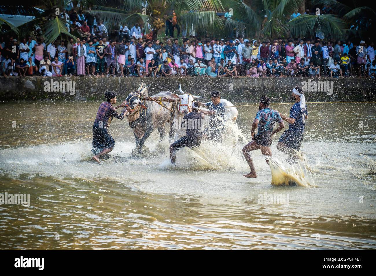 Maramadi is a type of cattle race conducted in Indian state Kerala. The ...