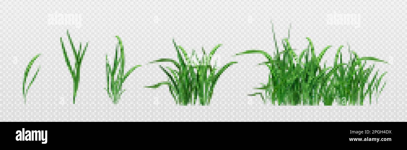 Realistic set of green grass sprouts isolated on transparent background ...
