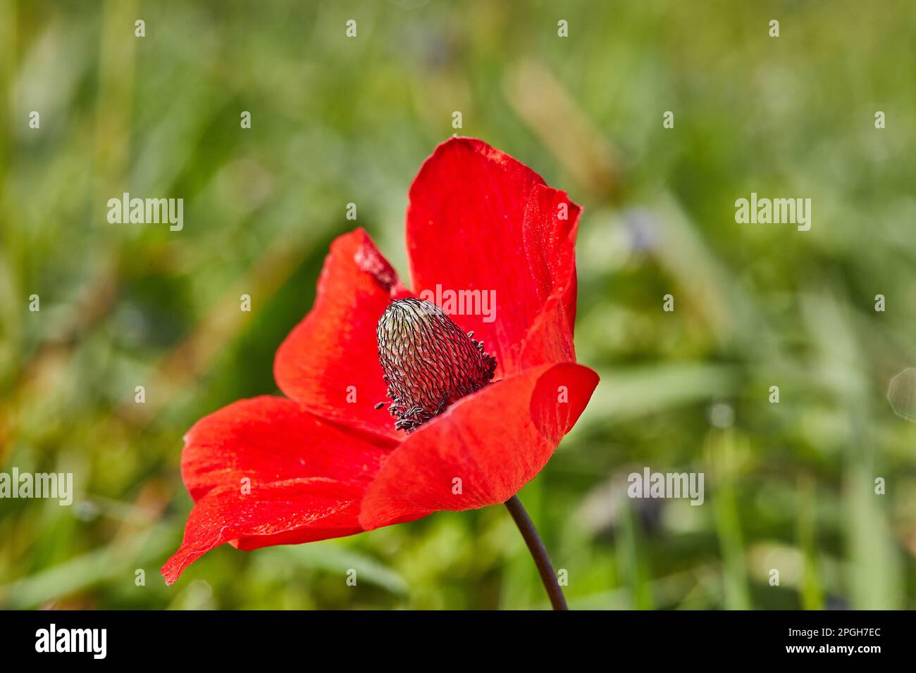 Wild red anemone flowers blooms close-up in spring. Desert of the Negev ...