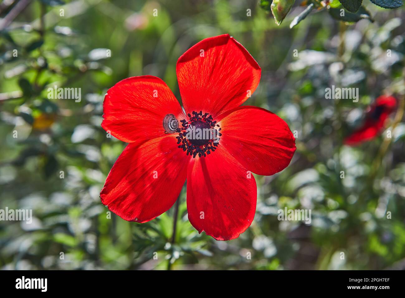 Wild red anemone flowers blooms close-up in spring. Desert of the Negev ...