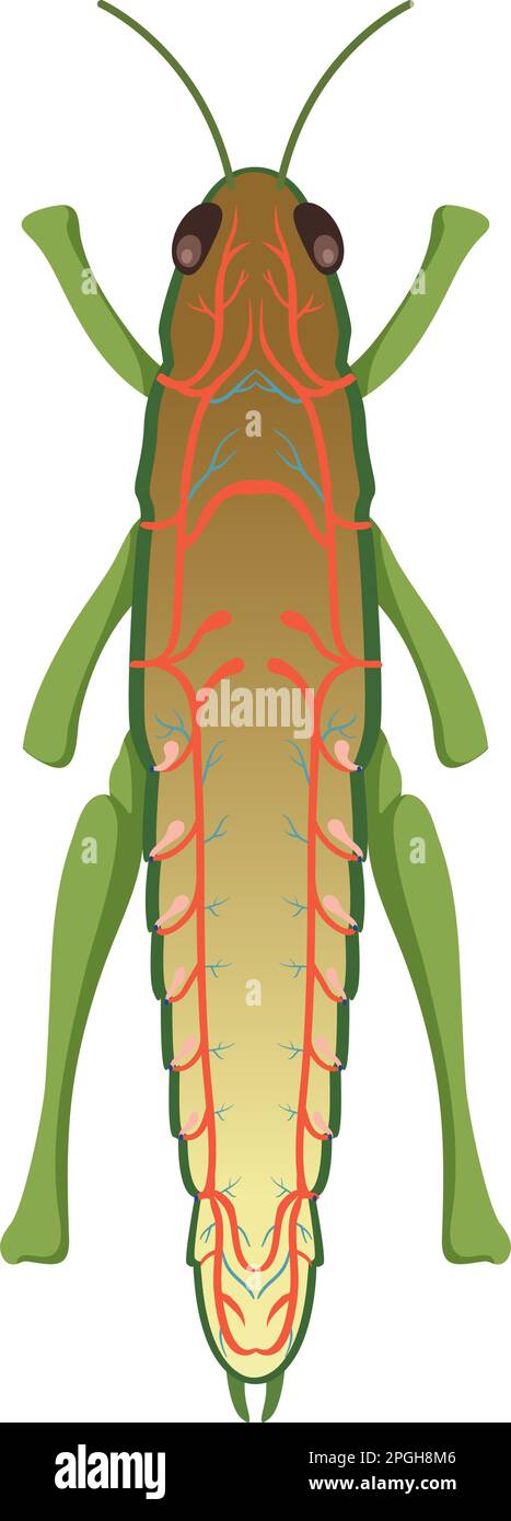 Anatomy Of A Grasshopper