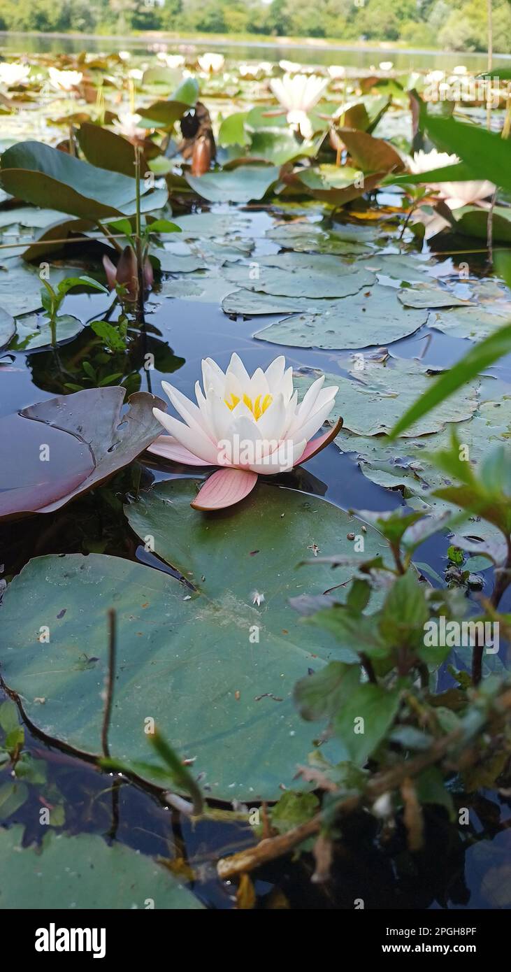A vibrant pink lotus flower is seen floating atop a tranquil pool of ...