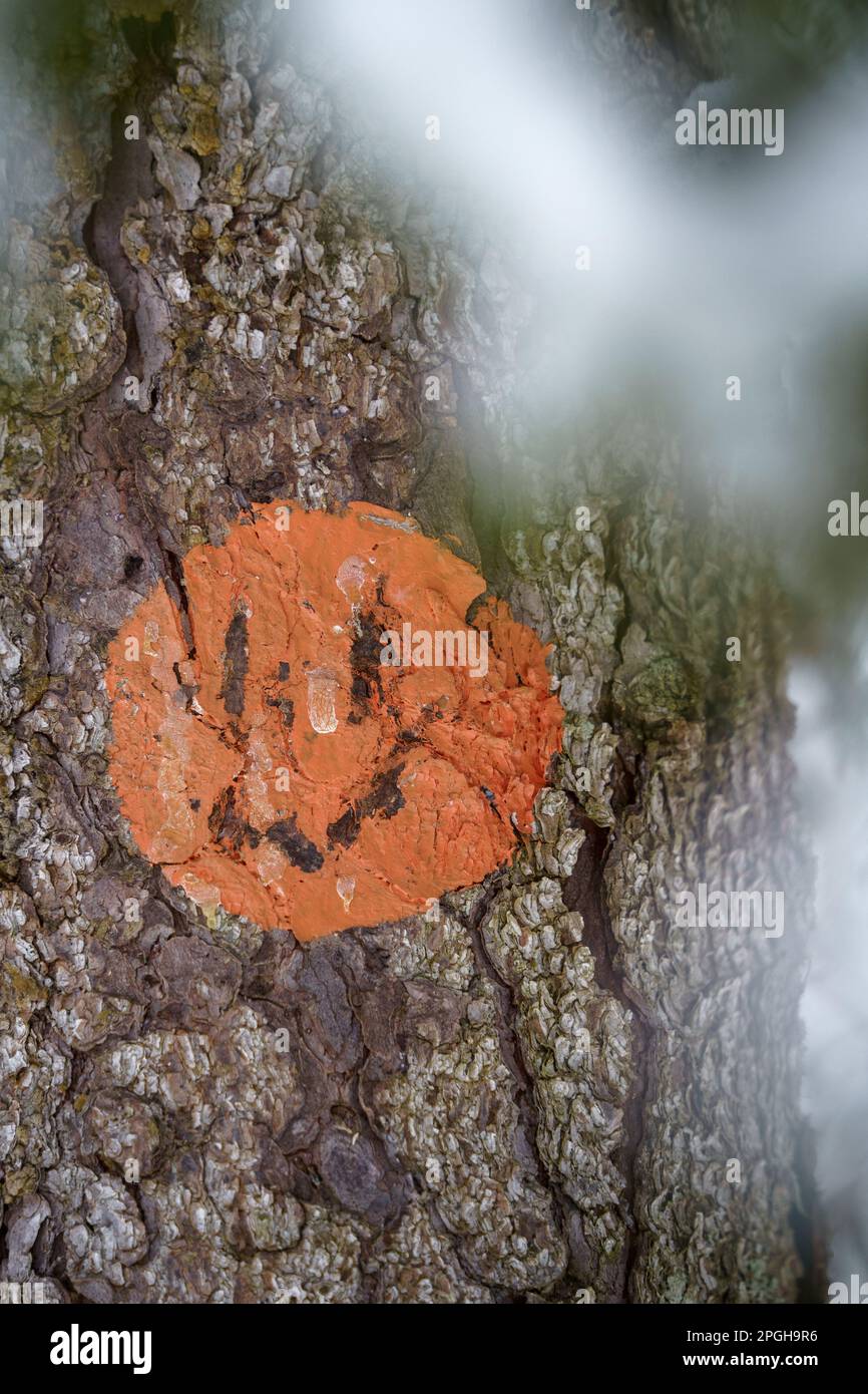 Orange trail marker with a smiley face on a pine tree, close up in ...