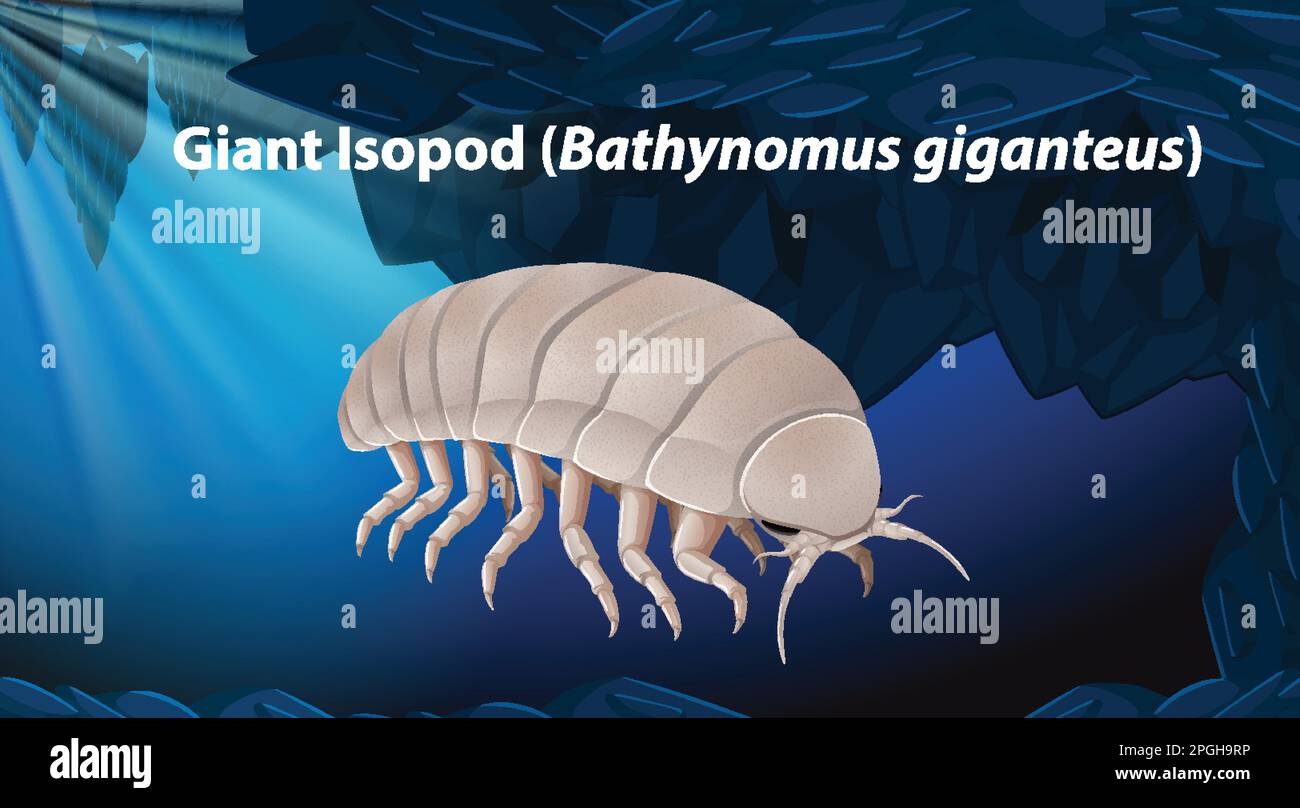 Giant Isopod (Bathynomus giganteus) illustration Stock Vector Image ...