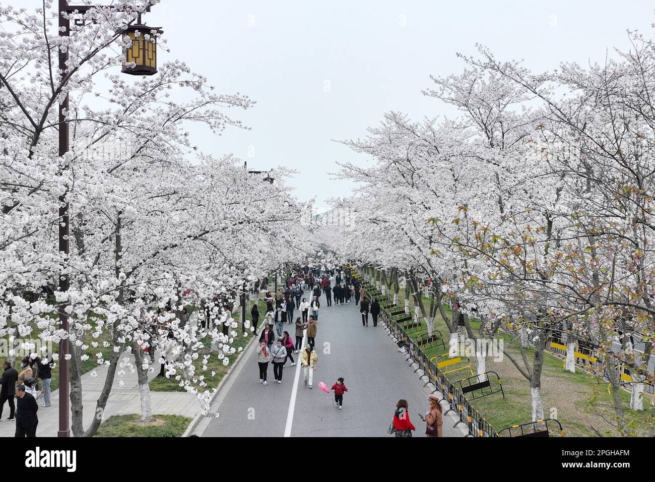 Aerial photo shows people enjoying the blooming cherry blossoms on ...