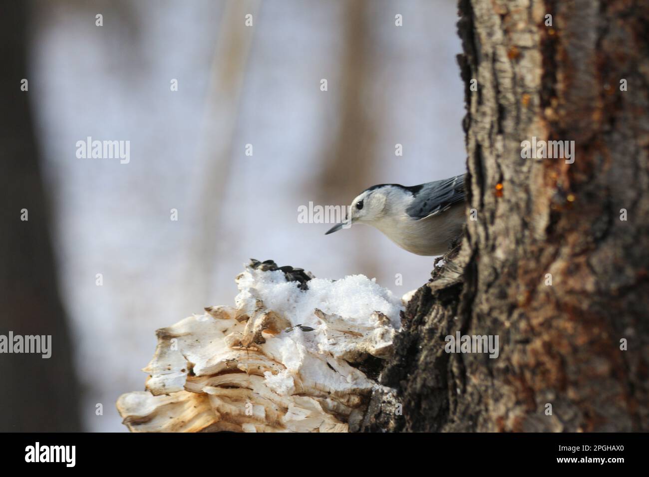 The Eurasian nuthatch or wood nuthatch (Sitta europaea) perched atop a ...