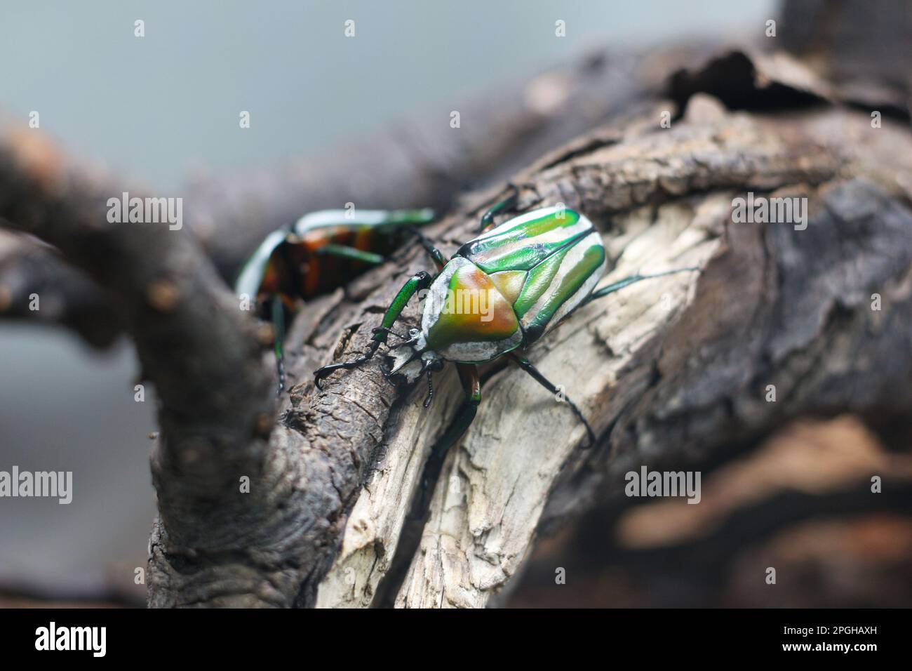 A closeup of a bug perched on a dead tree branch in a lush, natural ...