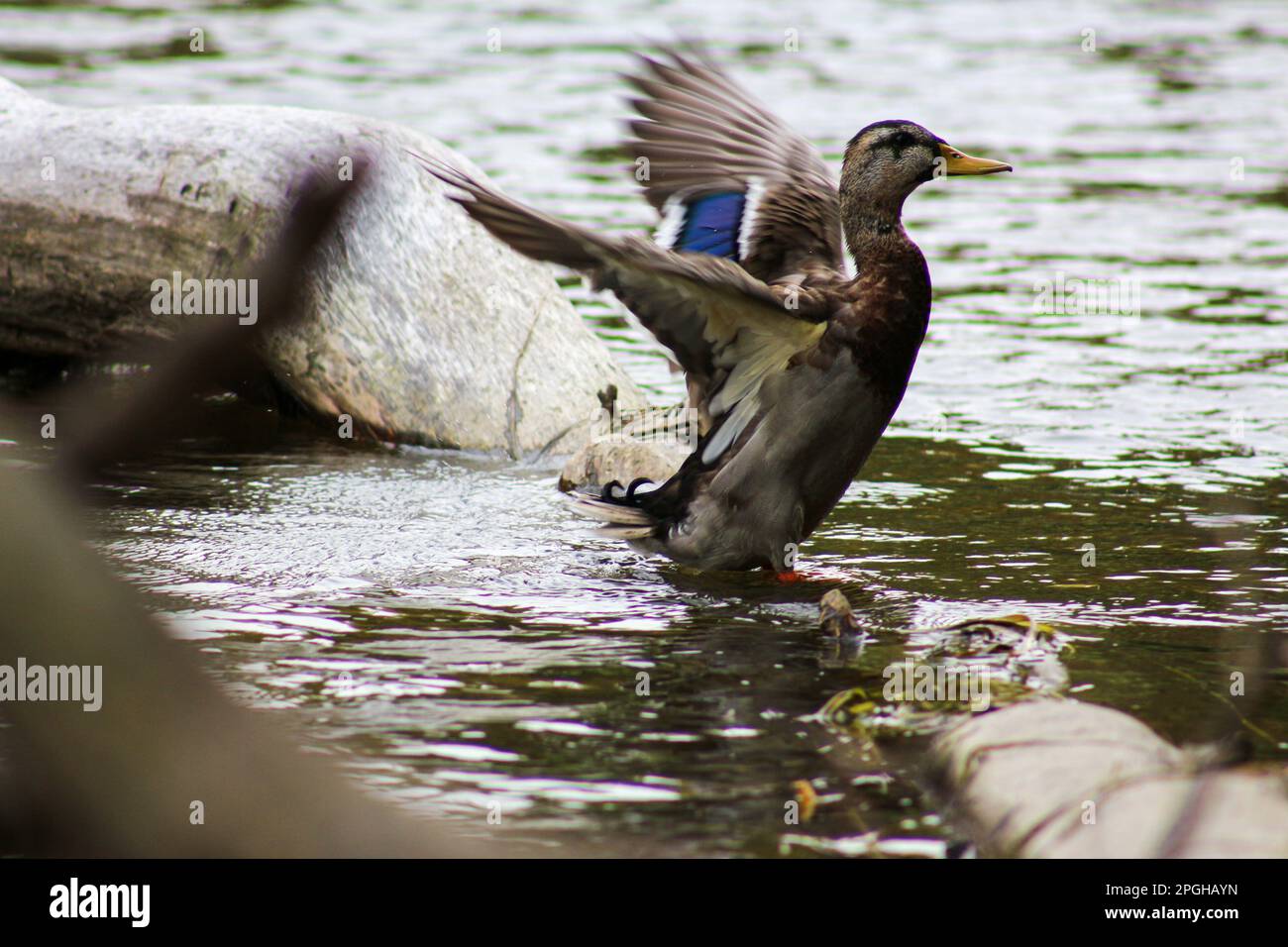 A duck flapping its wing in river water next to rocks Stock Photo - Alamy