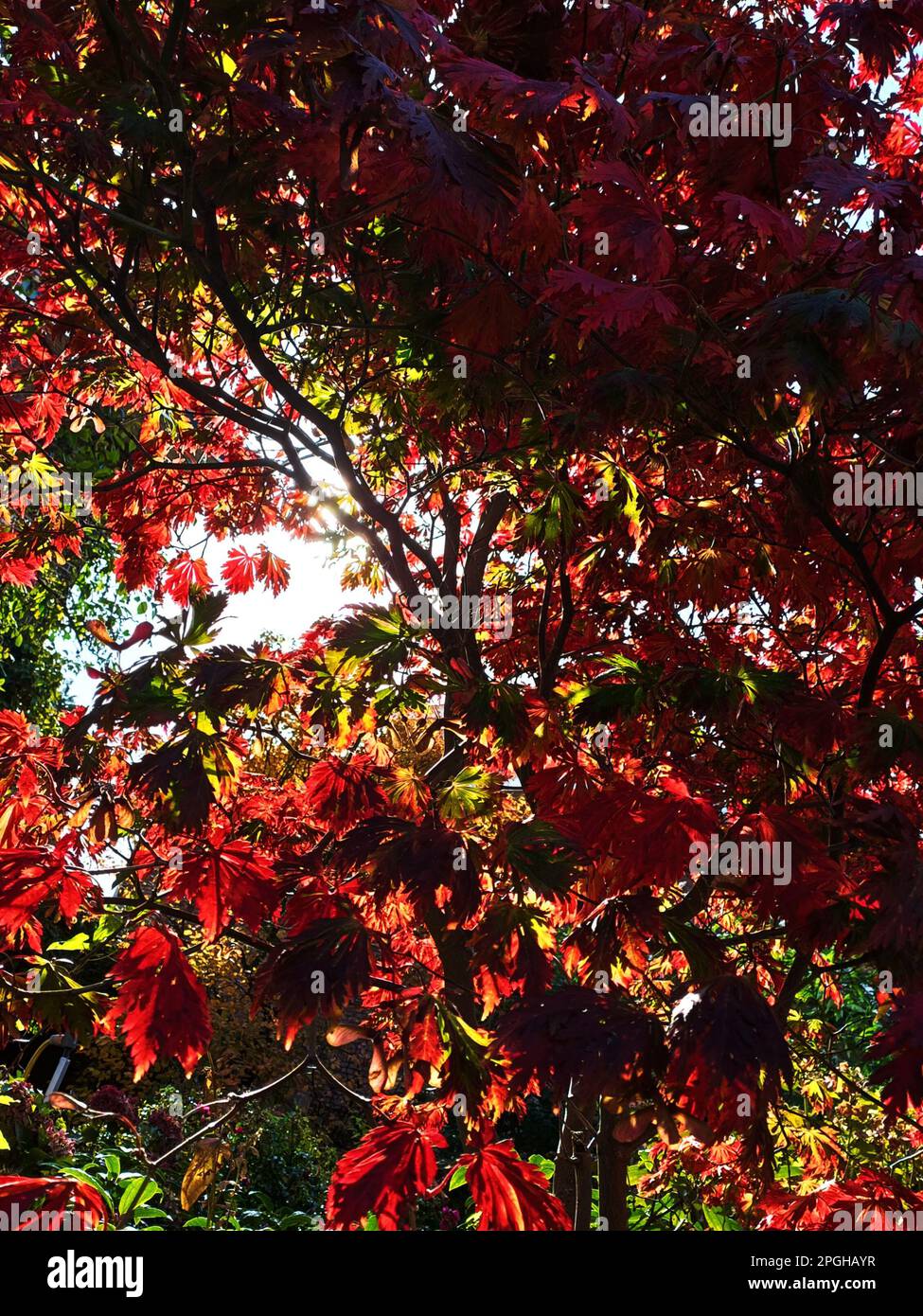 A tree with red leaves stands silhouetted against a sunny sky, its ...