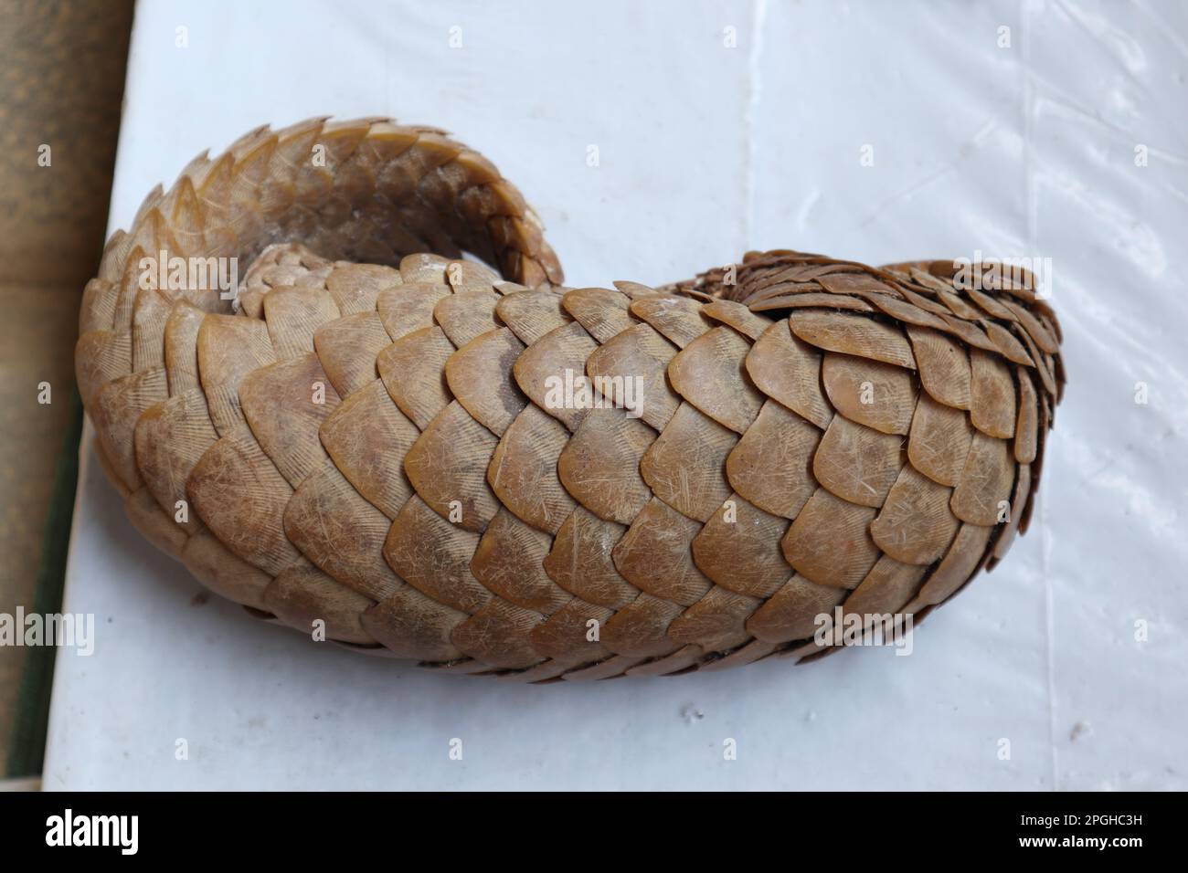 Pangolin scales texture hi-res stock photography and images - Alamy