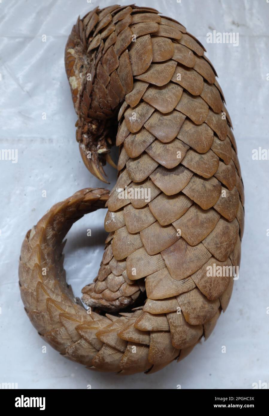 Vertical view of a dead Indian pangolins body on a table. This Indian ...