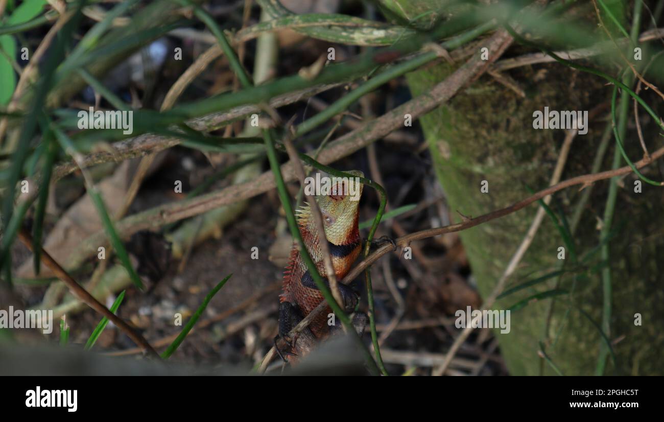 Top body of a male Garden lizard with a bright red throat is in the ...