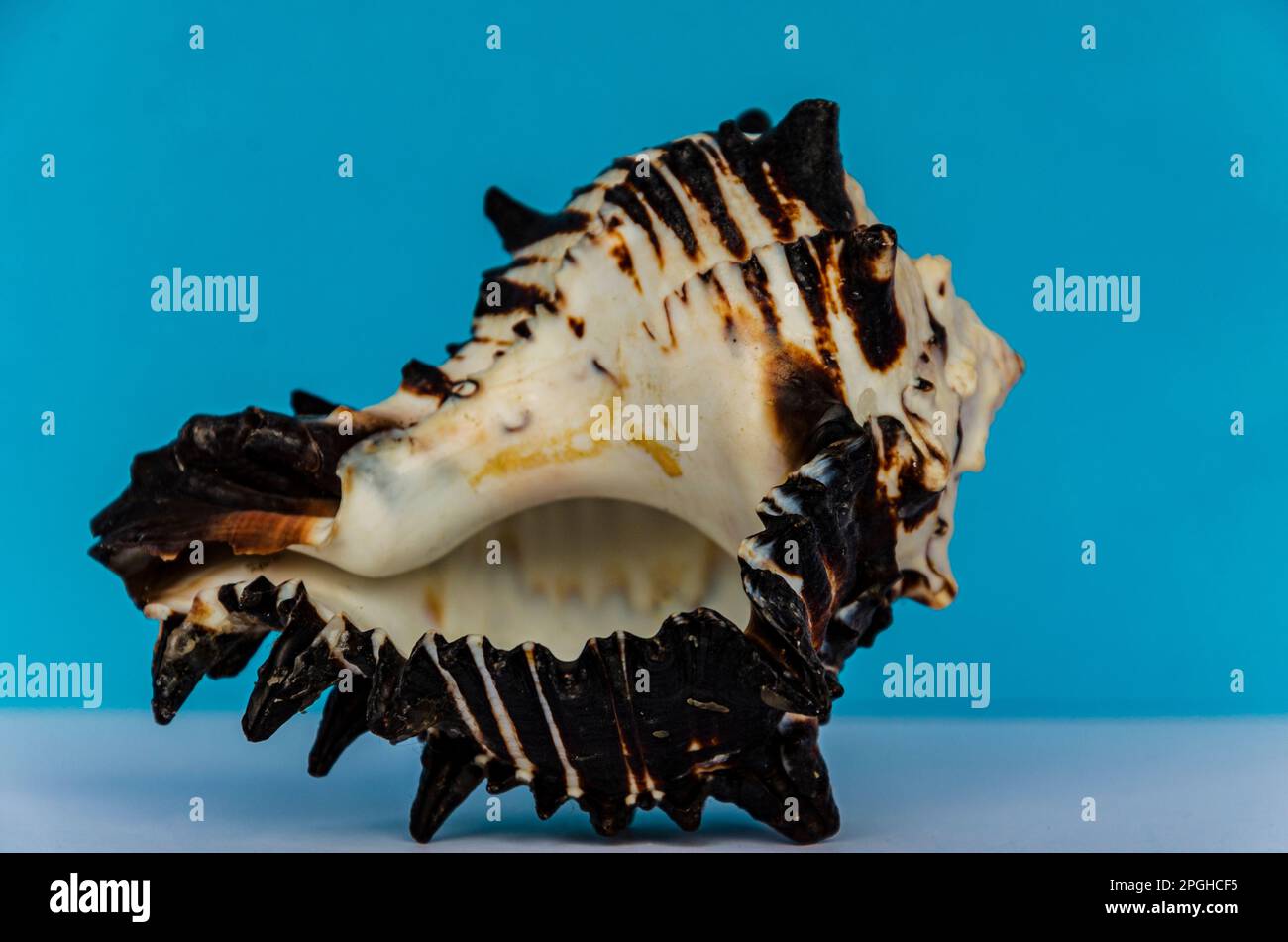 Murex shellfish hi-res stock photography and images - Alamy