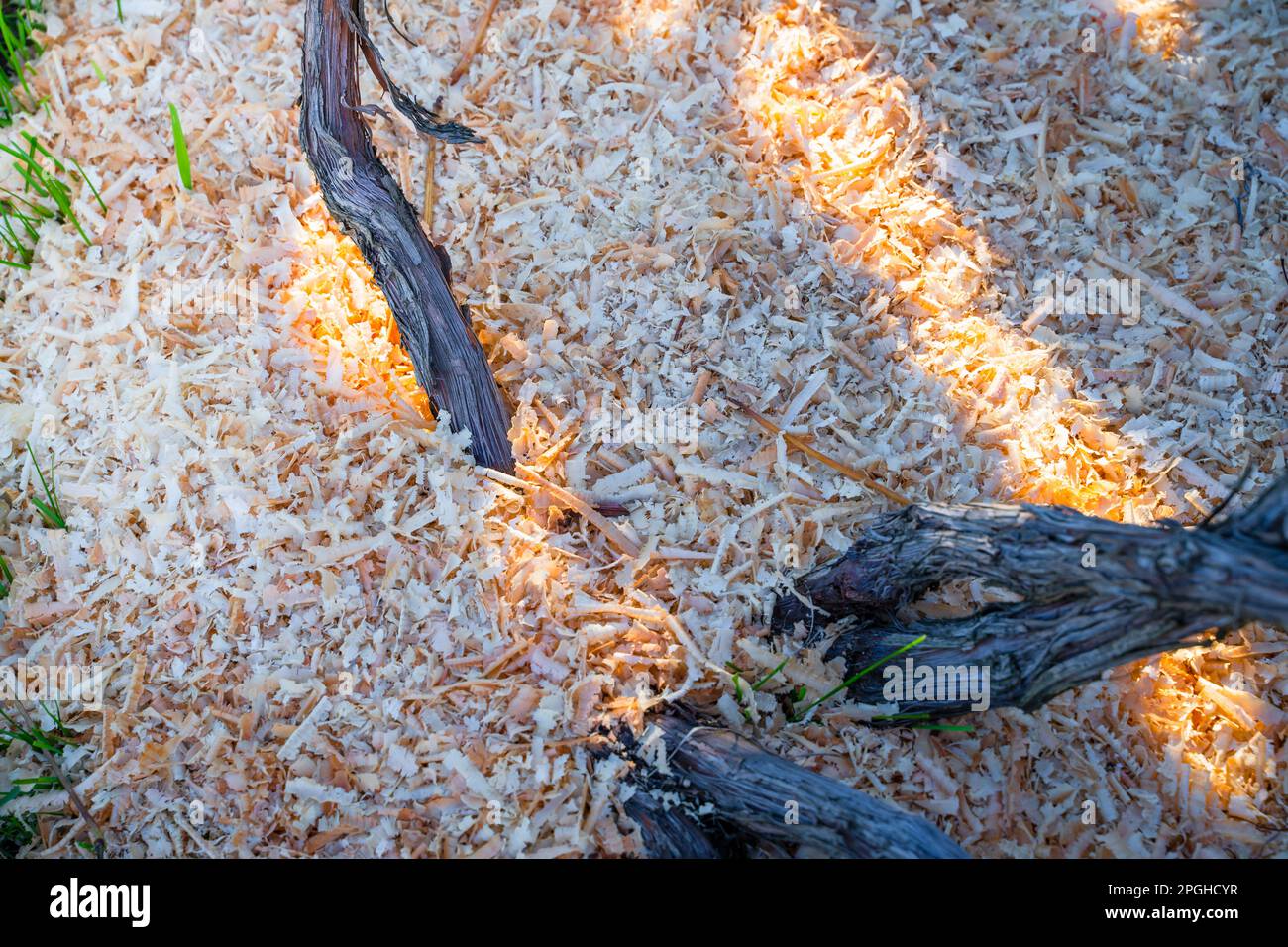 Vine roots are protected by sawdust mulch close-up. Vineyard soil ...