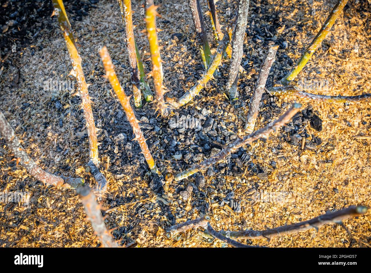 Spring care for a rose bush after winter. The first warming, sunset ...