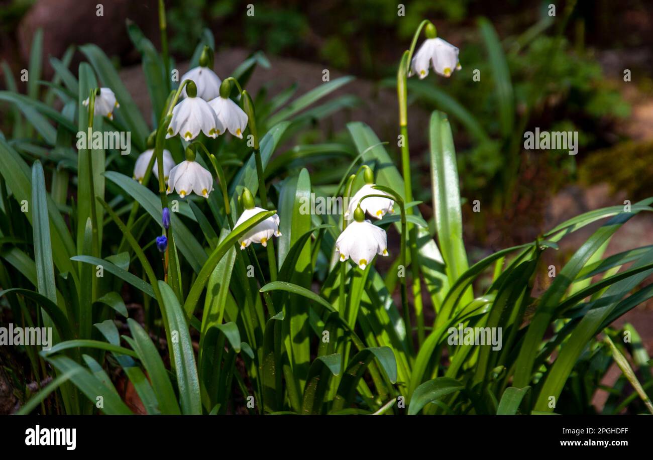 Snowdrops growing in a forest with leaves on the ground Stock Photo - Alamy