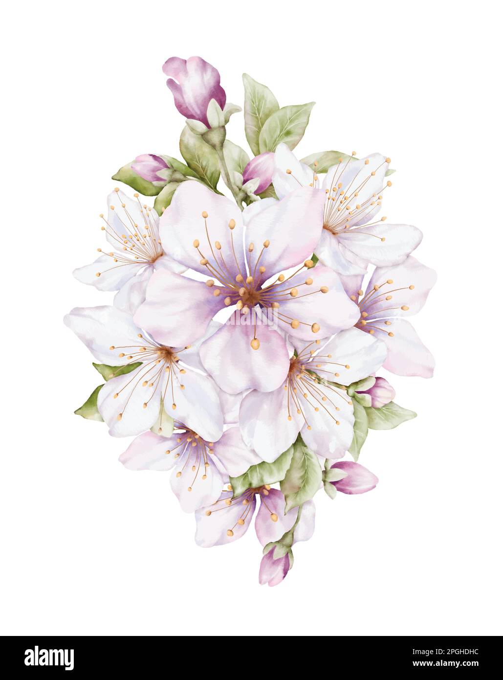 Watercolor light pink flower blooming. Cherry blossom bouquet vector ...