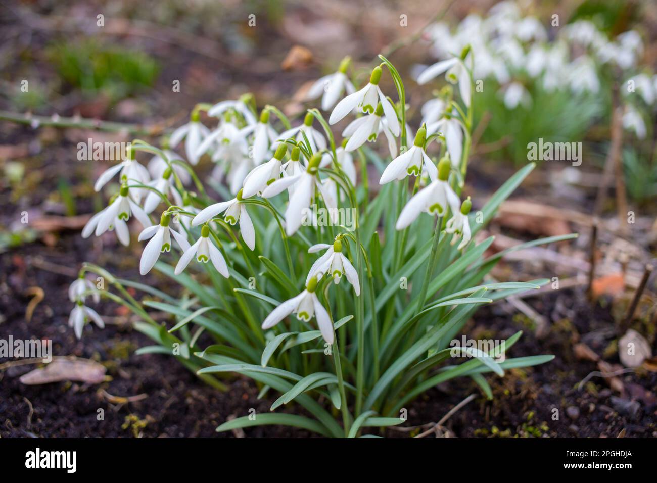 Snowdrops growing in a forest with leaves on the ground Stock Photo - Alamy