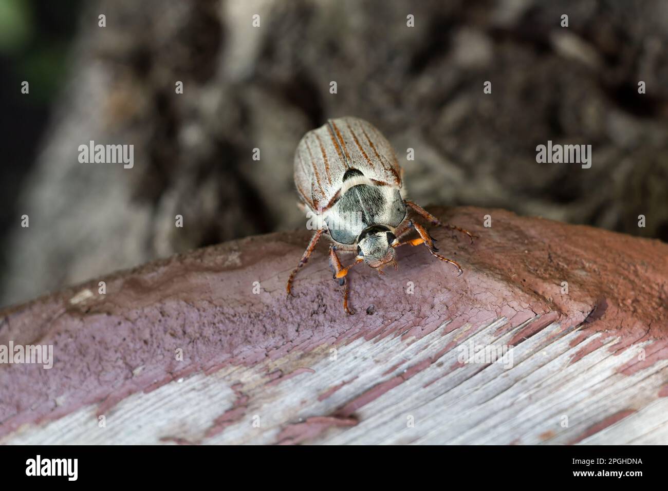 Cockchafer beetle is crowling on wooden boards Stock Photo - Alamy