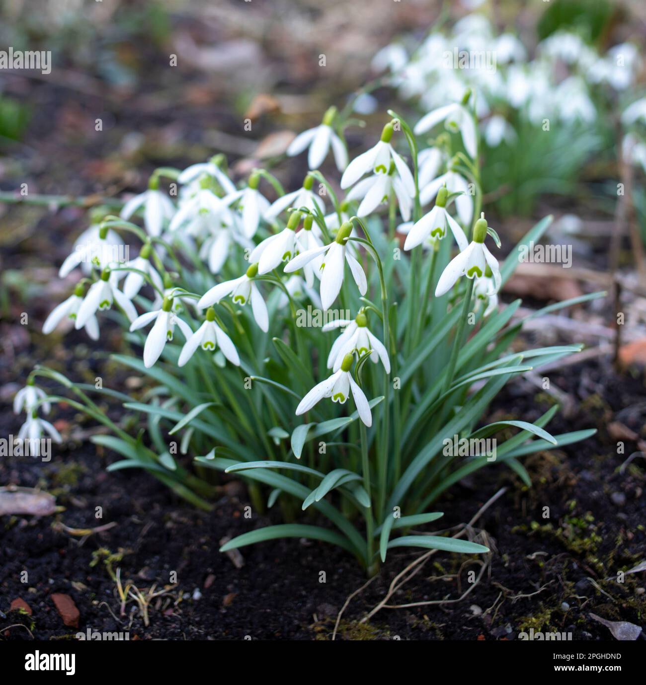 Snowdrops growing in a forest with leaves on the ground Stock Photo - Alamy