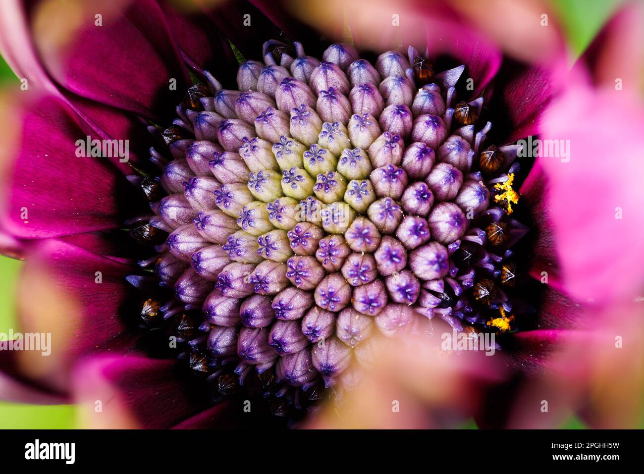 Macro photography of a Cape daisy flower - Osteospermum ecklonis Stock ...