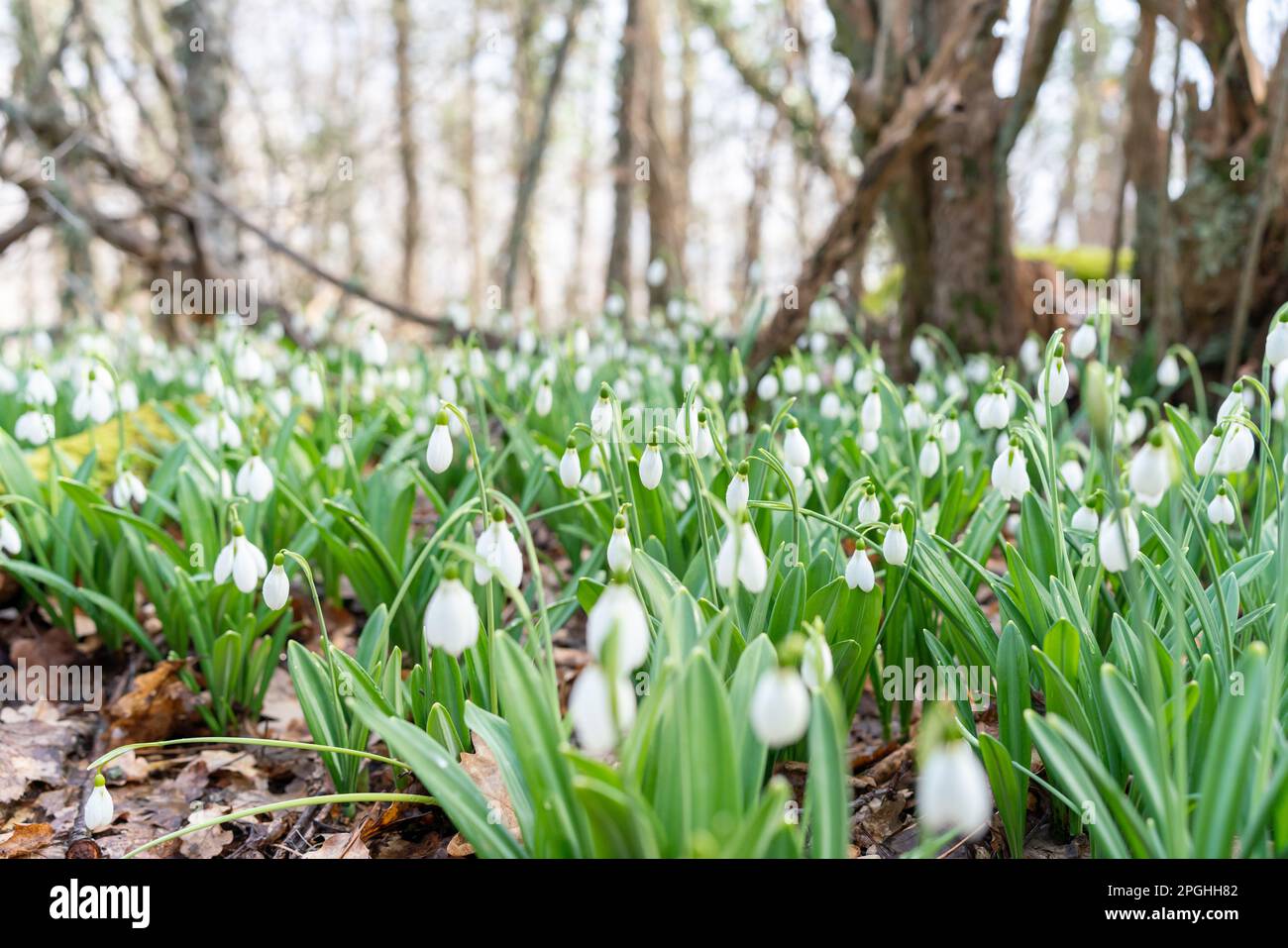 White snowdrops in the early spring in the forest. Beautiful footage of ...