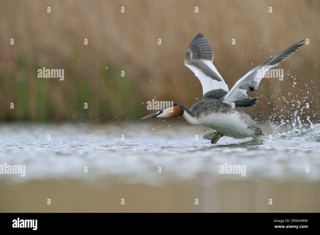 Departure... Great Crested Grebe flies off, takes off from water ...