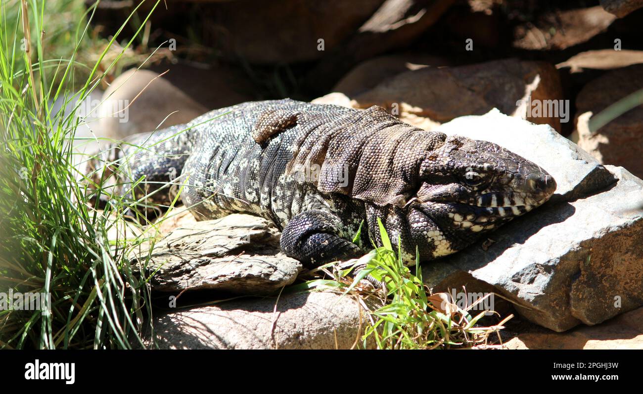Argentine black and white tegu (Salvator merianae) basking in the sun ...