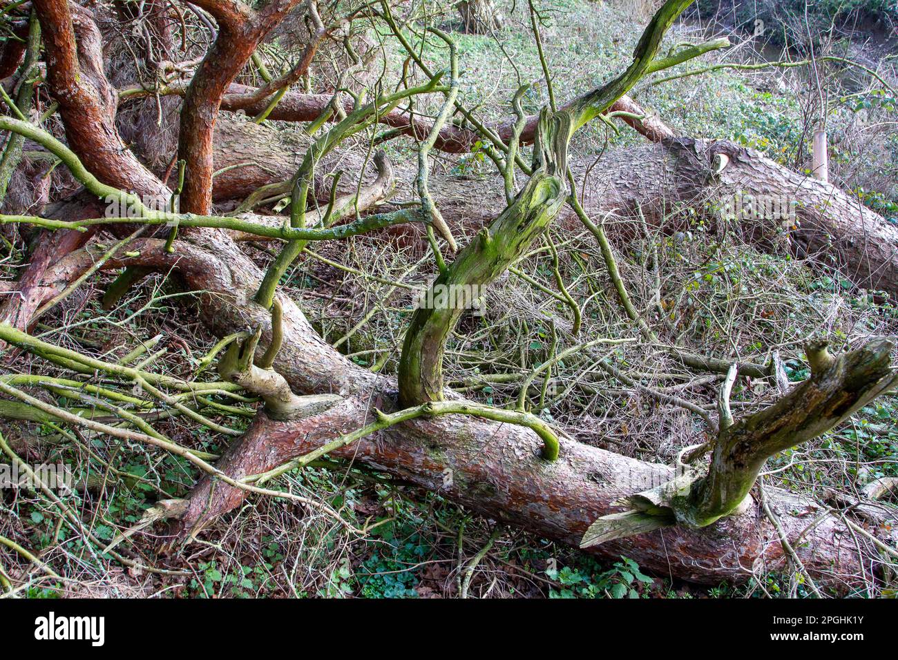 A jumble of collapsed timber on the ground in a Suffolk woodland Stock ...