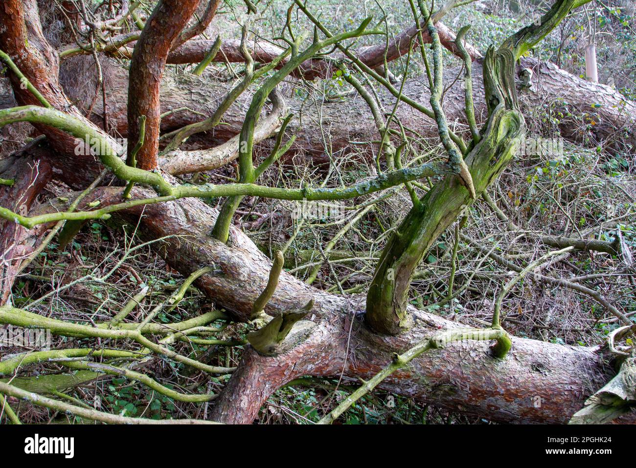 A jumble of collapsed timber on the ground in a Suffolk woodland Stock ...