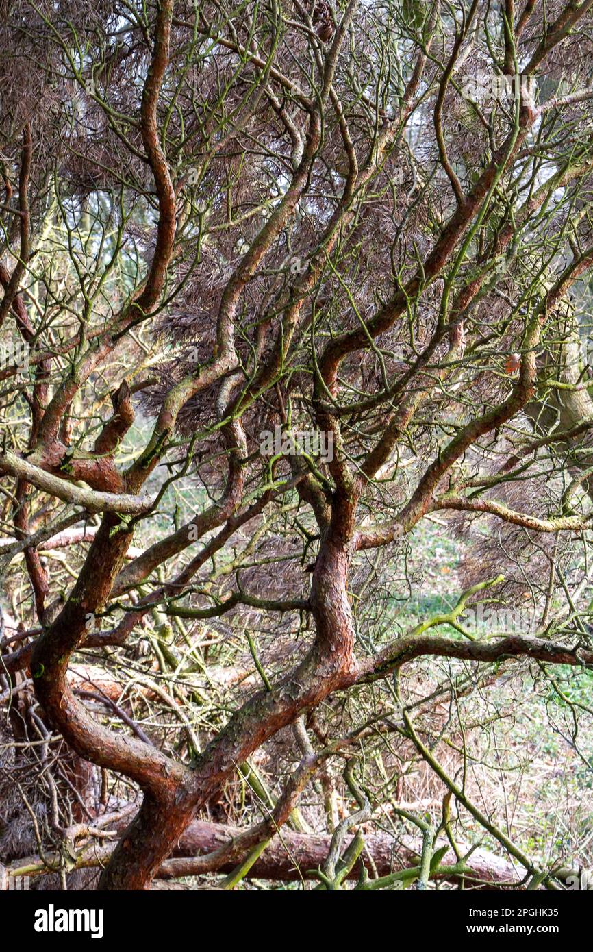 A tangle of branches from fallen and growing trees looks impenetrable ...