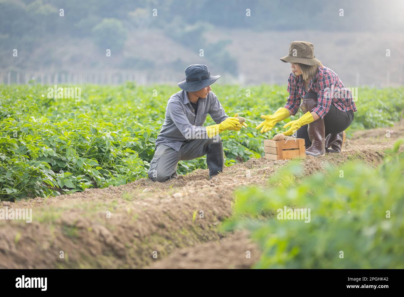 Potato study hi-res stock photography and images - Alamy